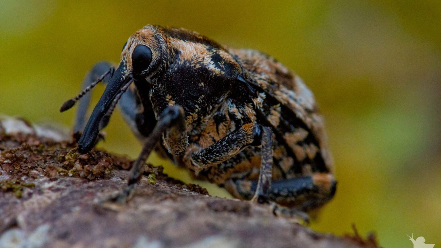 5 weird and wonderful native animals that aren’t birds - Predator Free ...