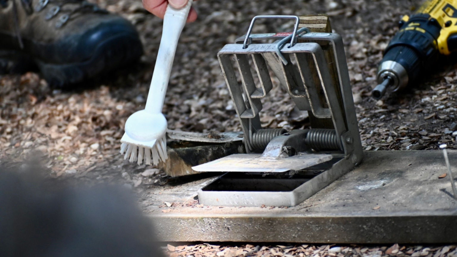 5 ways to give your trap some TLC - Predator Free NZ Trust