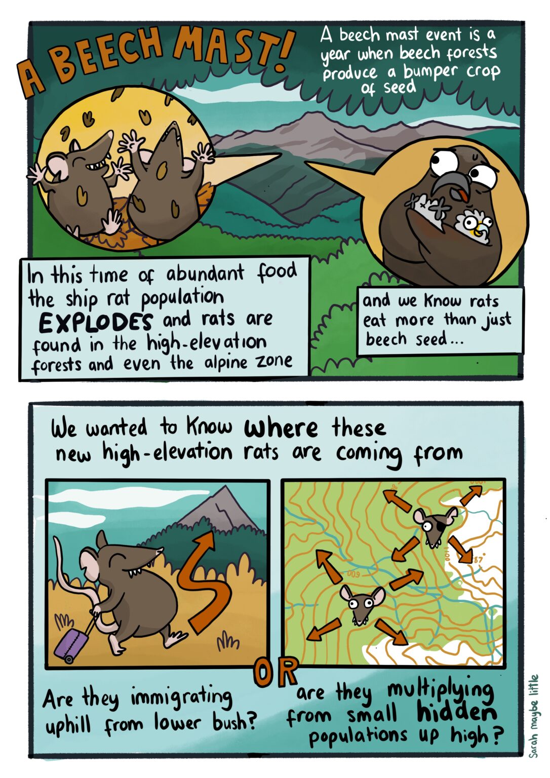 Comic: solving the rat surge puzzle - Predator Free NZ Trust