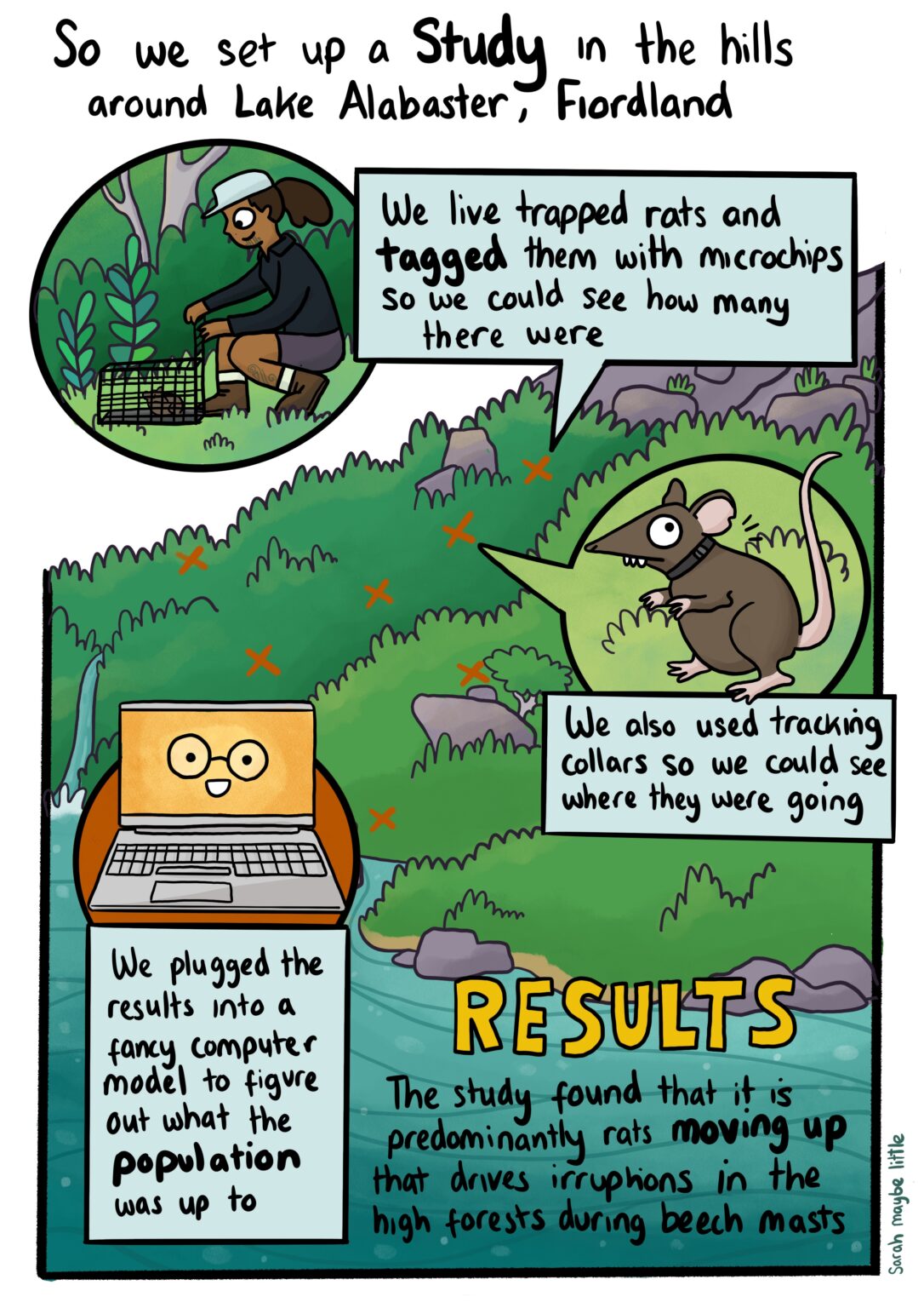 Comic: solving the rat surge puzzle - Predator Free NZ Trust