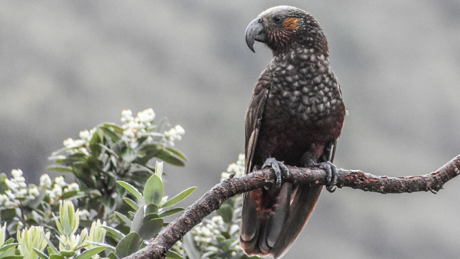 20 years of predator control quadrupled kākā population near Taupō ...