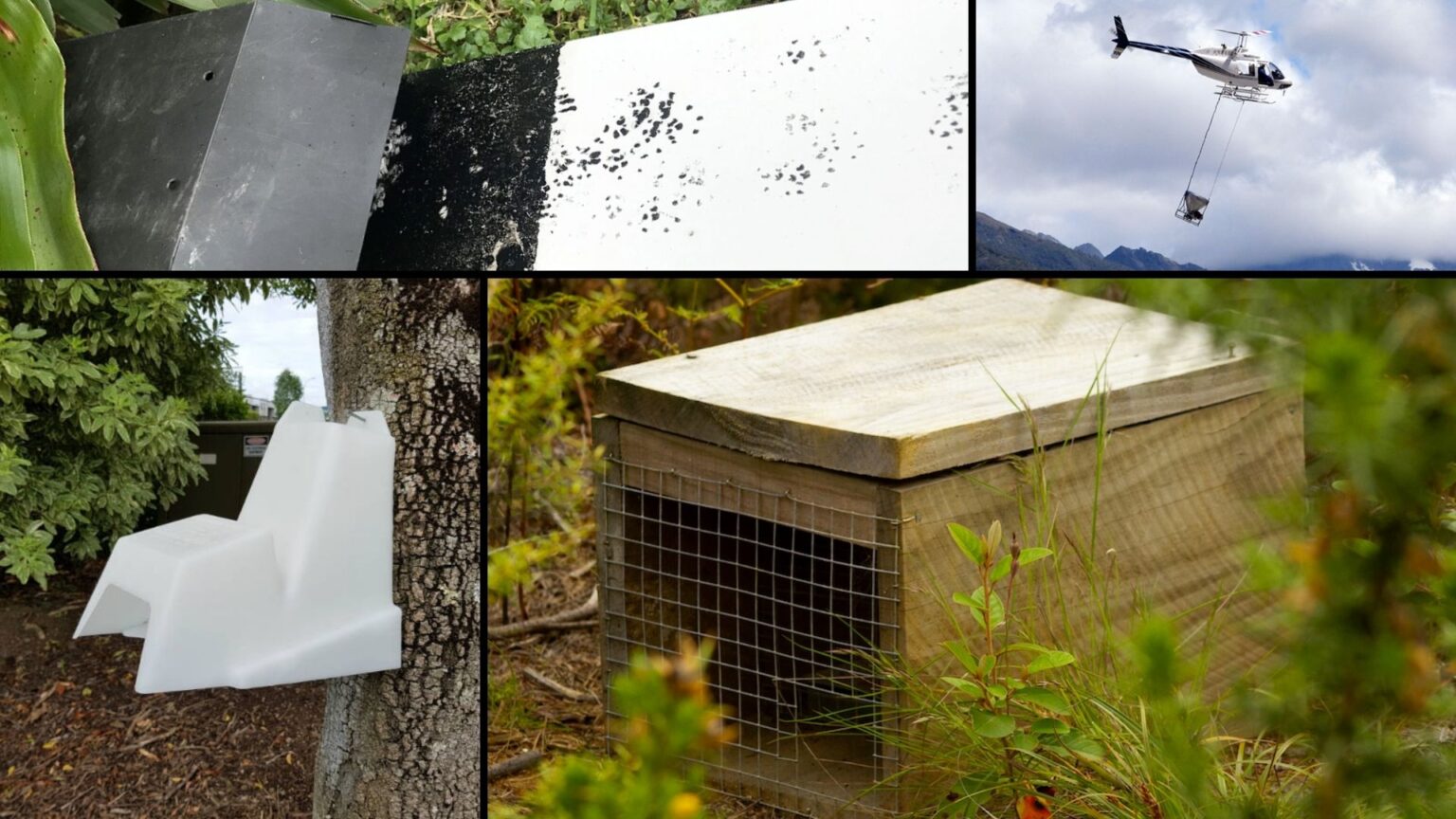 Predator control: there’s no one tool to rule them all - Predator Free ...