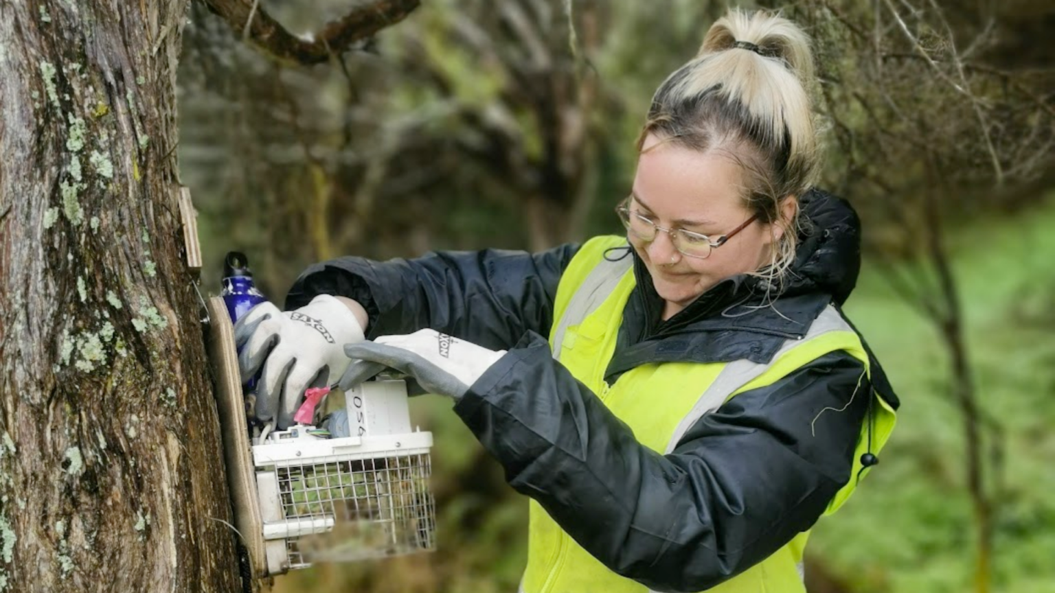 Inside out: Predator Free Apprentice leaves the nest - Predator Free NZ ...