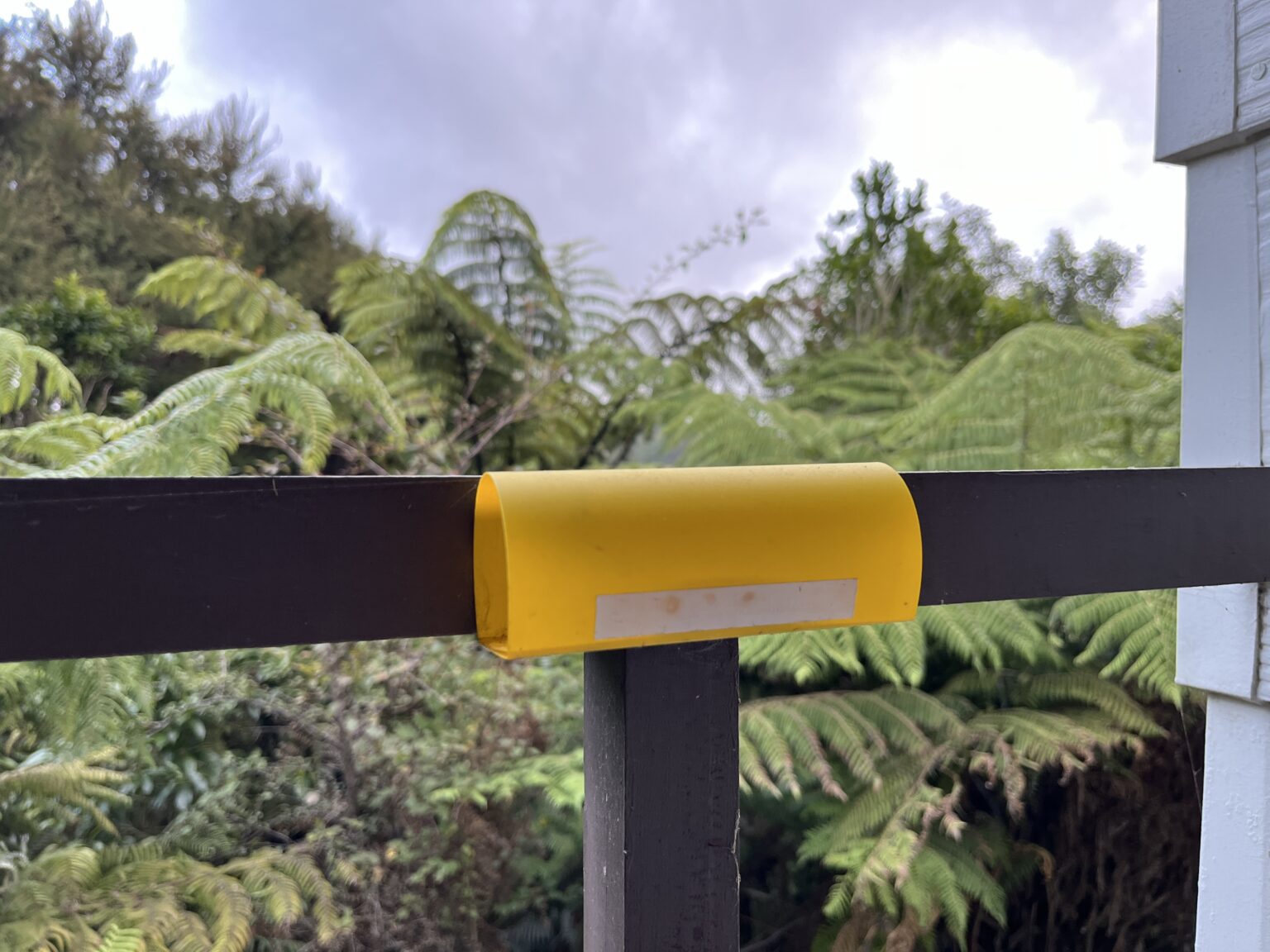 Buzz off: 7 facts about wasps - Predator Free NZ Trust