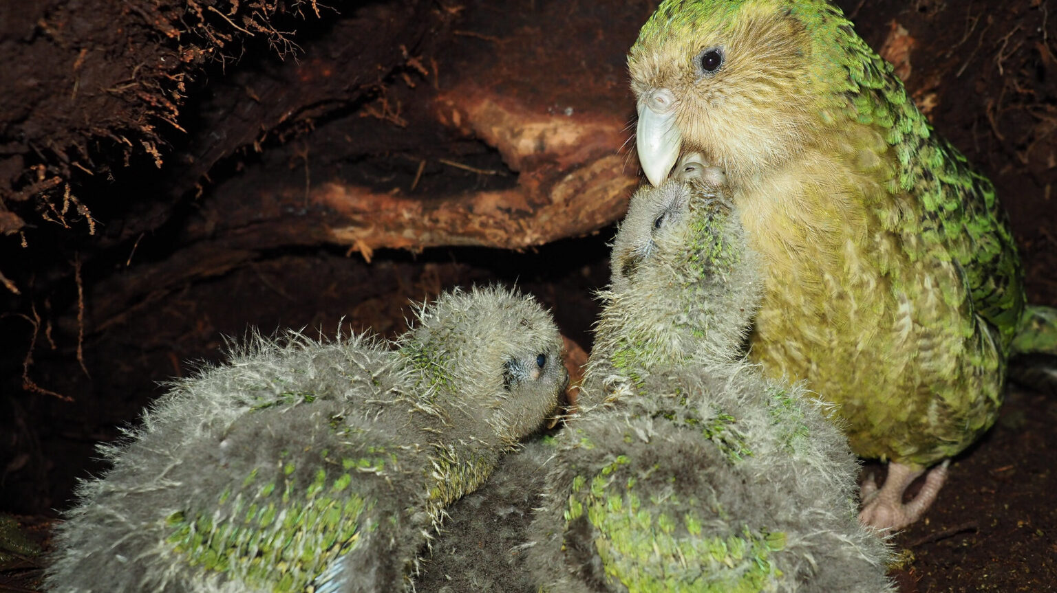 Love is in the air: bumper breeding season for kākāpō - Predator Free ...