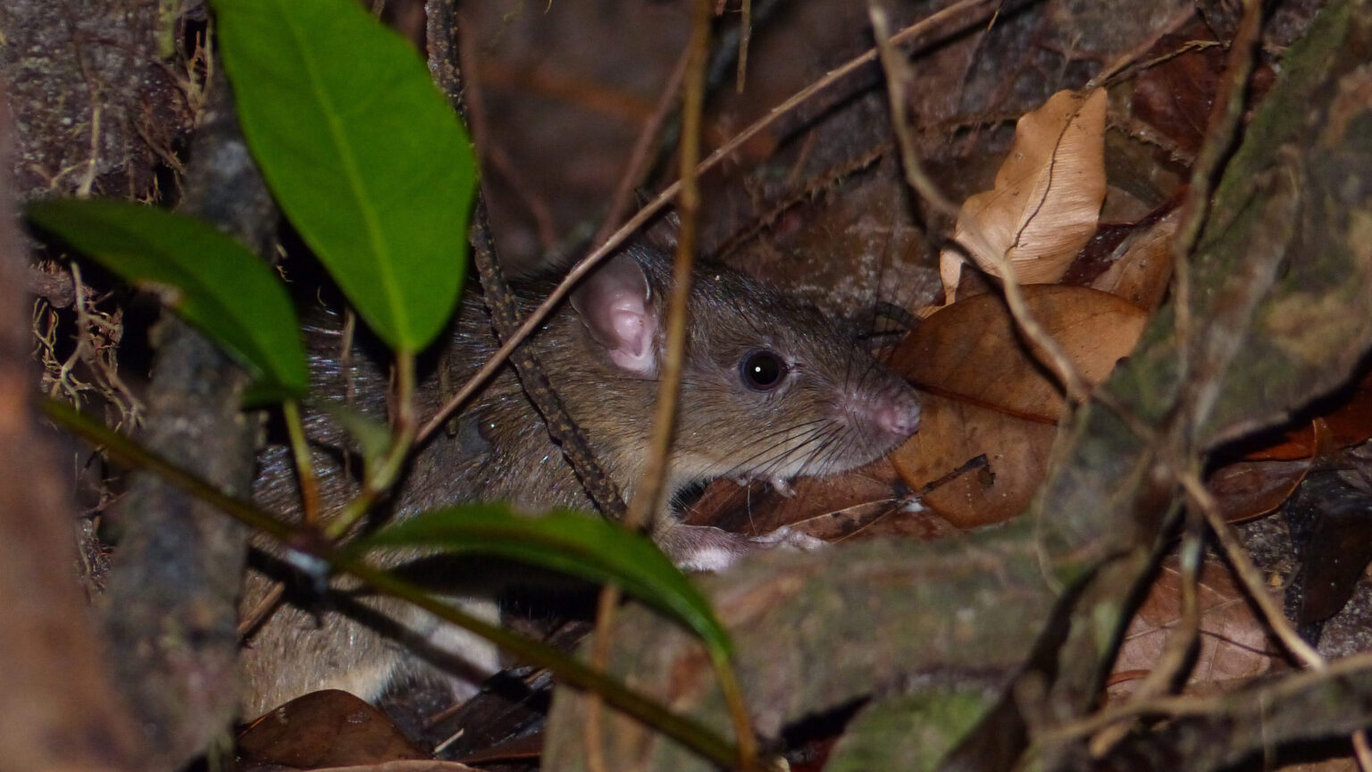 Oh, rats! 5 rodent facts that will shock you - Predator Free NZ Trust
