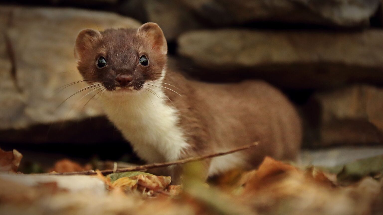 Stoat personalities: unravelling the mystery of trap-evasion - Predator ...