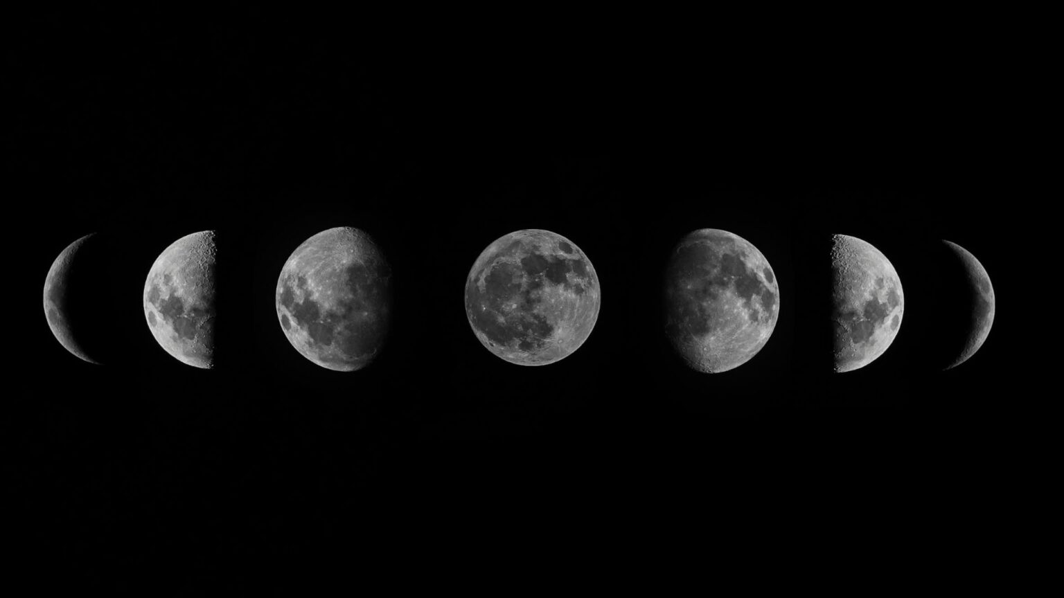 Predator trapping by the moon: the influence of maramataka - Predator ...