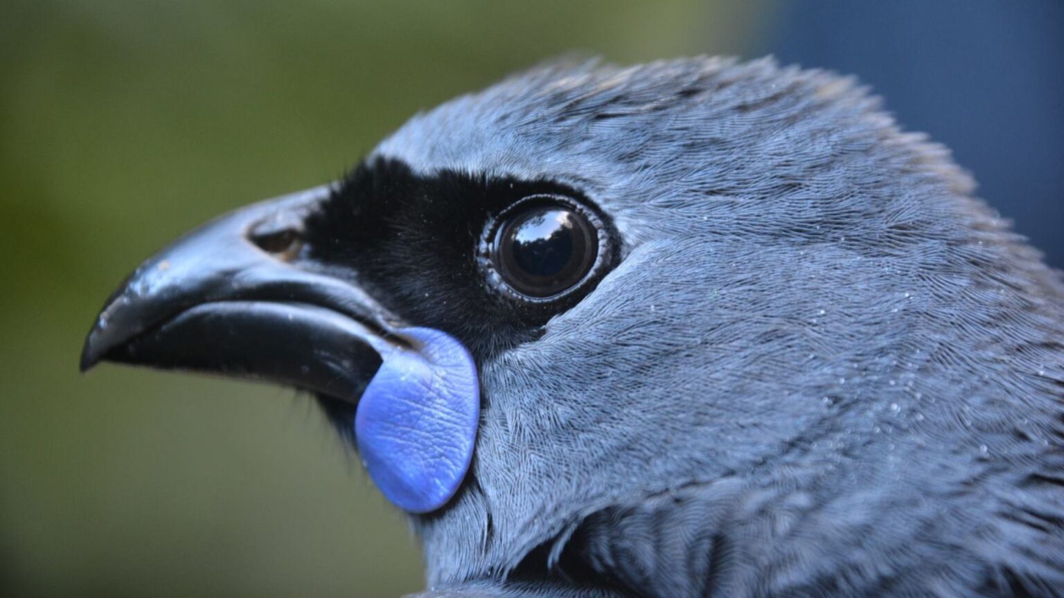 From one pair to many: these volunteers saved this Auckland kōkako ...