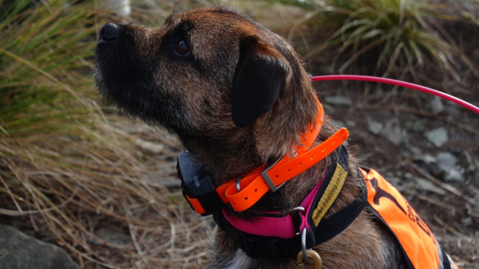 Dogs, AI, heat-detecting drones: chasing the last possums on the Otago ...
