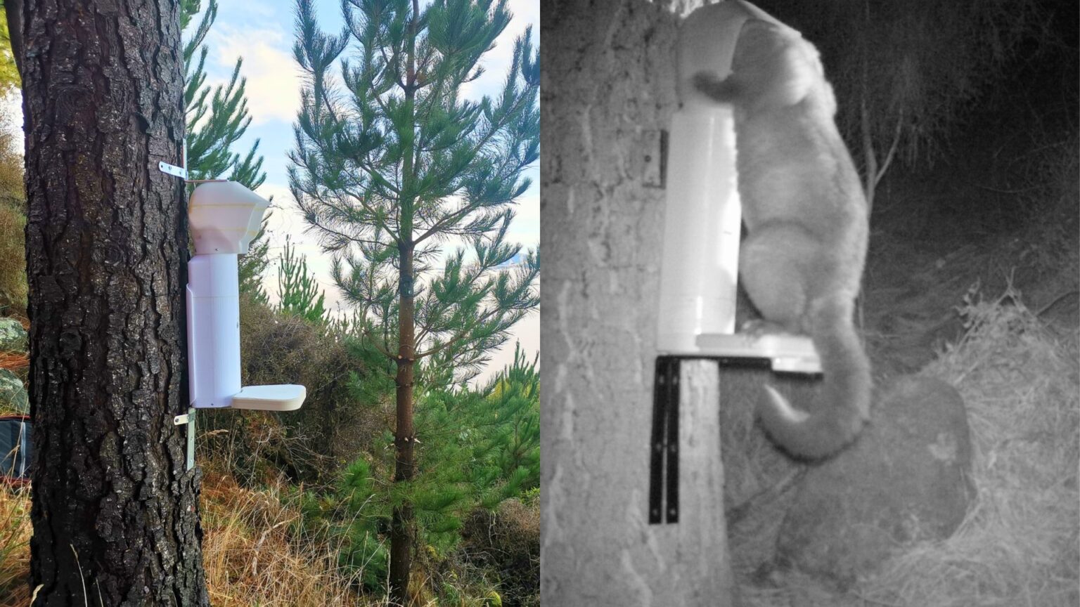 The Spitfire: outsmarting possums with their own habits - Predator Free ...