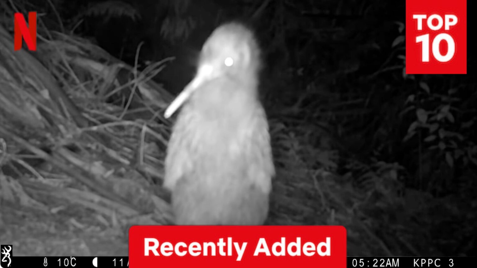 Your next binge-watch: The Secret Life of Northland Wildlife - Predator ...