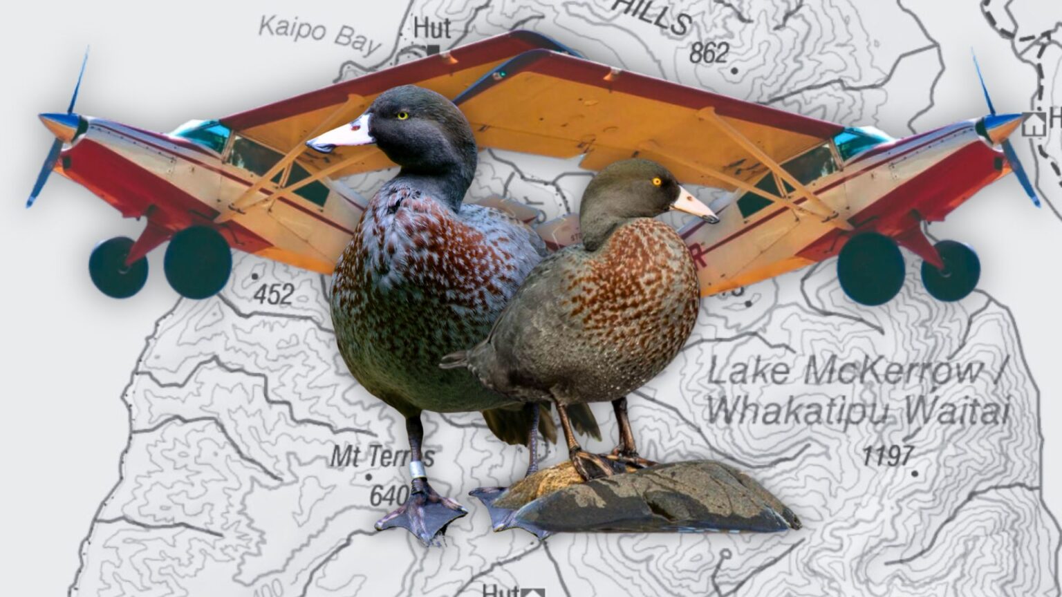 No roads, no problem: how planes are saving Fiordland’s whio - Predator ...