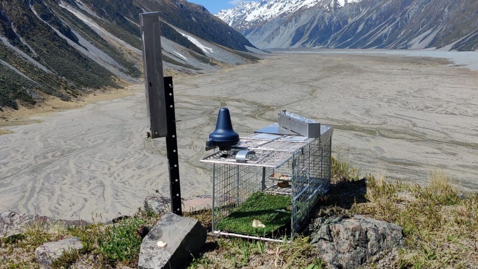 The future is now: 5 tech advancements for Predator Free 2050 ...