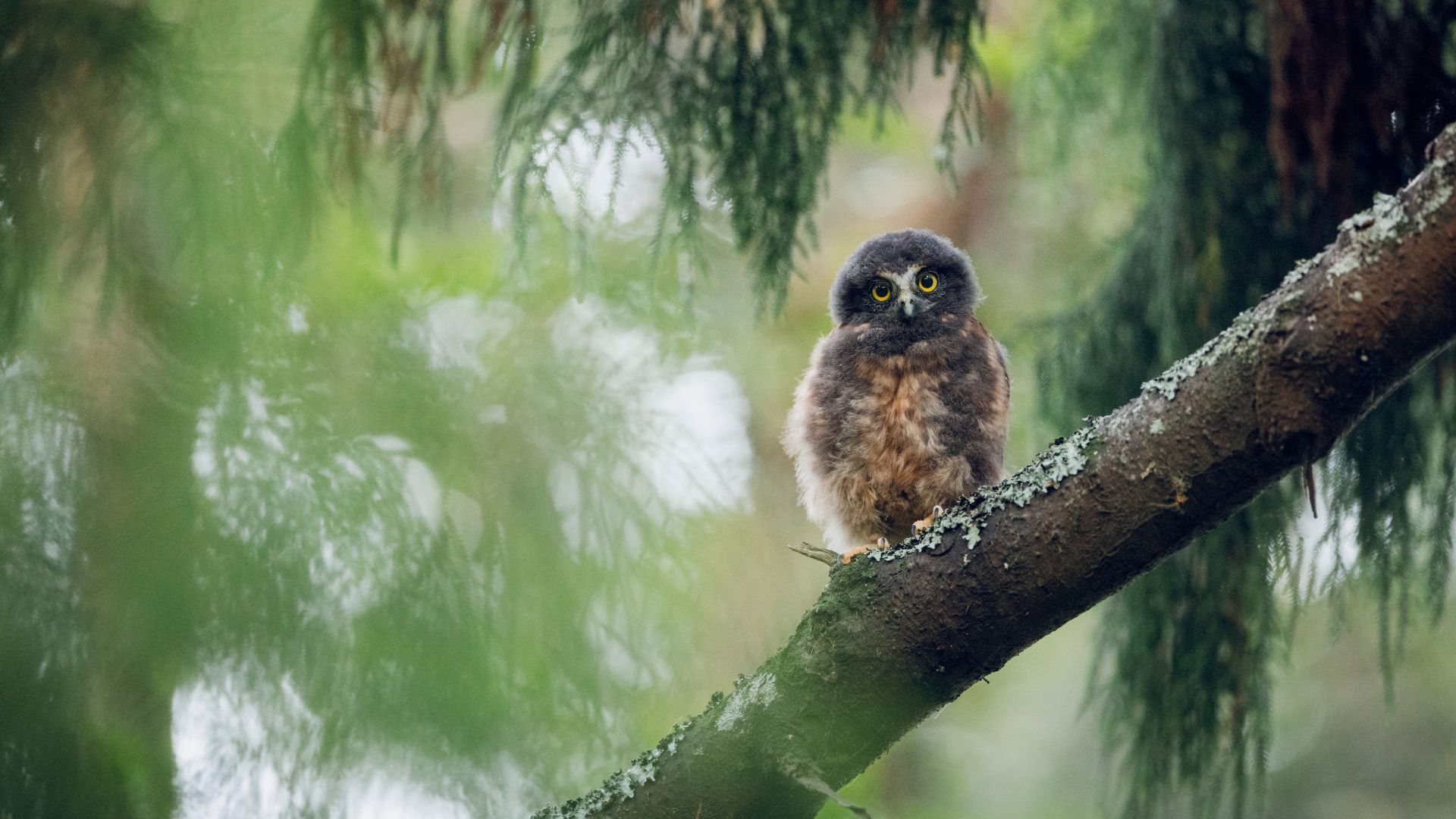 The accidental ruru guru - Predator Free NZ Trust