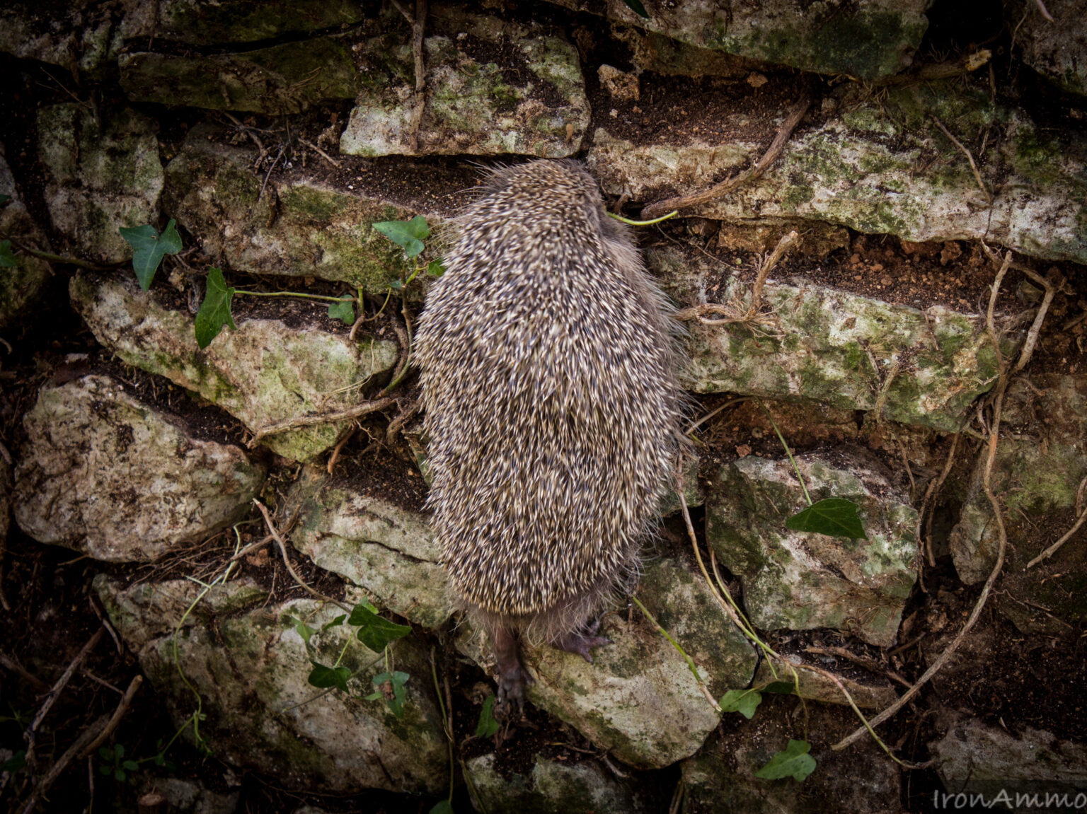 "Underrated predators": 5 surprising facts about hedgehogs - Predator ...