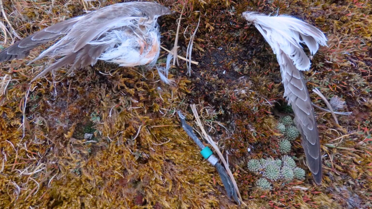 “The rarest bird you’ve never heard of”: last stand against feral cats ...