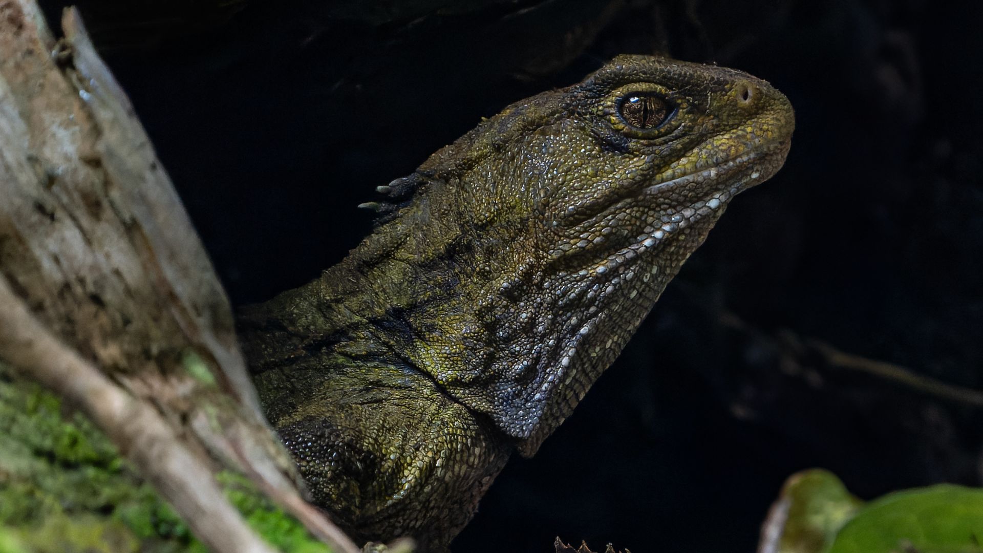 The tuatara files: ancient, odd, but still full of surprises - Predator ...
