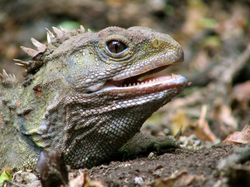 The tuatara files: ancient, odd, but still full of surprises - Predator ...
