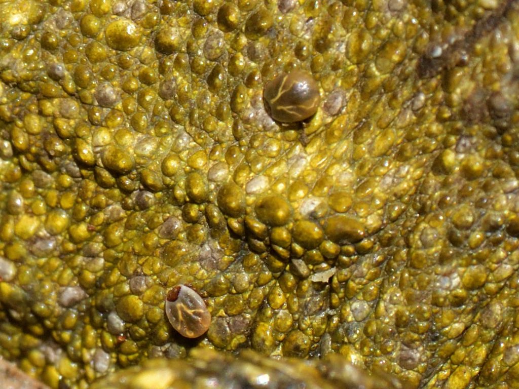 The tuatara files: ancient, odd, but still full of surprises - Predator ...