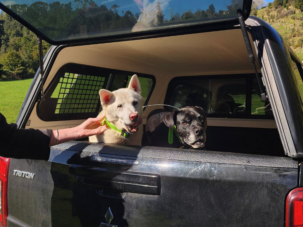 A day in the life: Hako Restoration Project restoring mauri in the ...