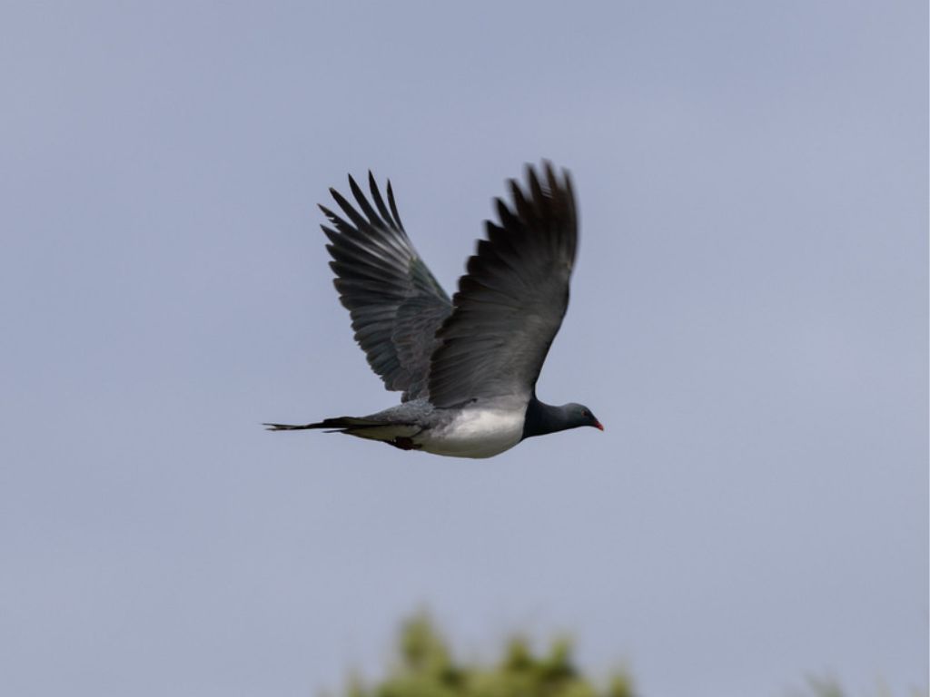 Fat and fabulous: 5 kererū facts - Predator Free NZ Trust