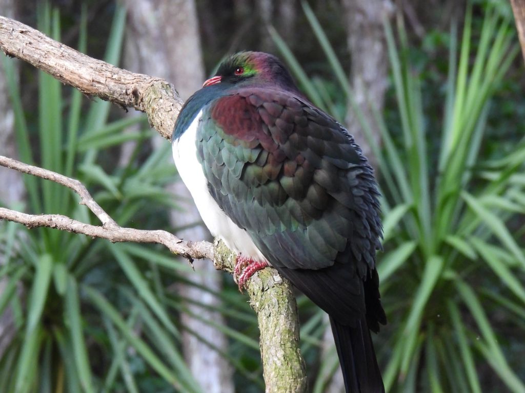 Fat and fabulous: 5 kererū facts - Predator Free NZ Trust