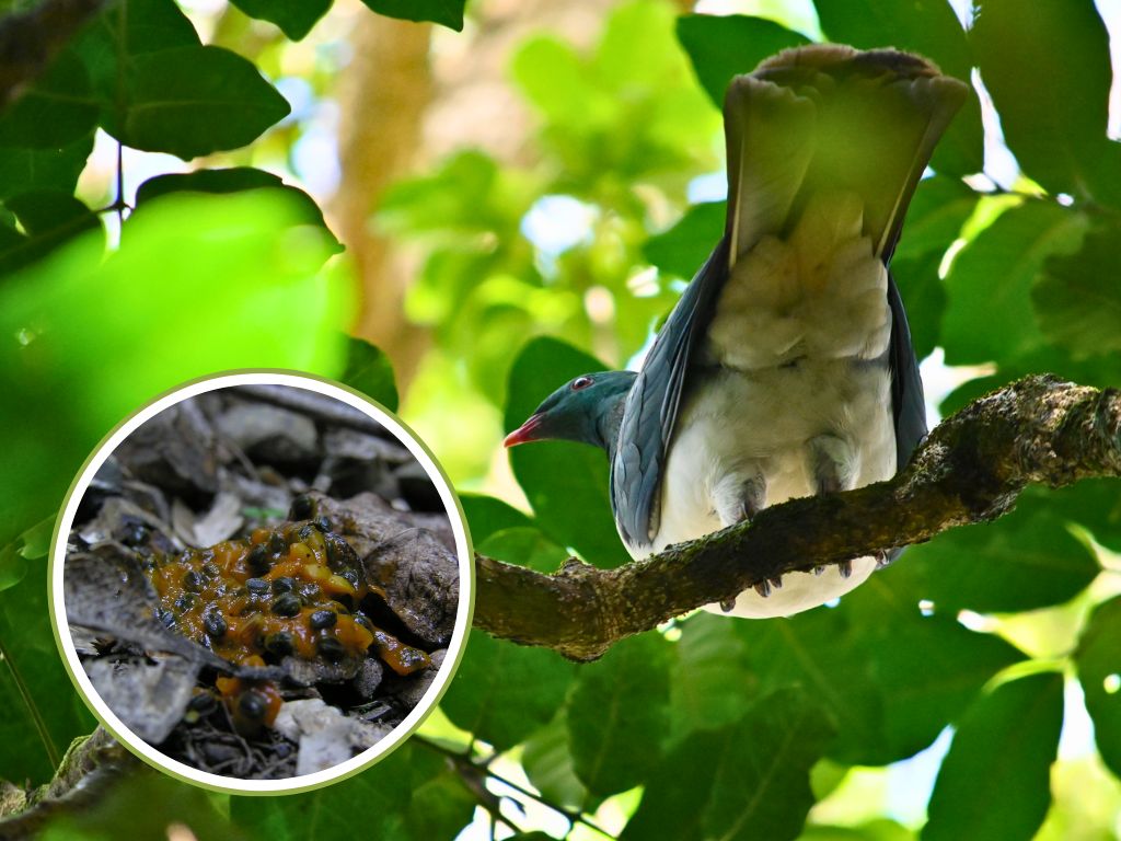 Fat and fabulous: 5 kererū facts - Predator Free NZ Trust