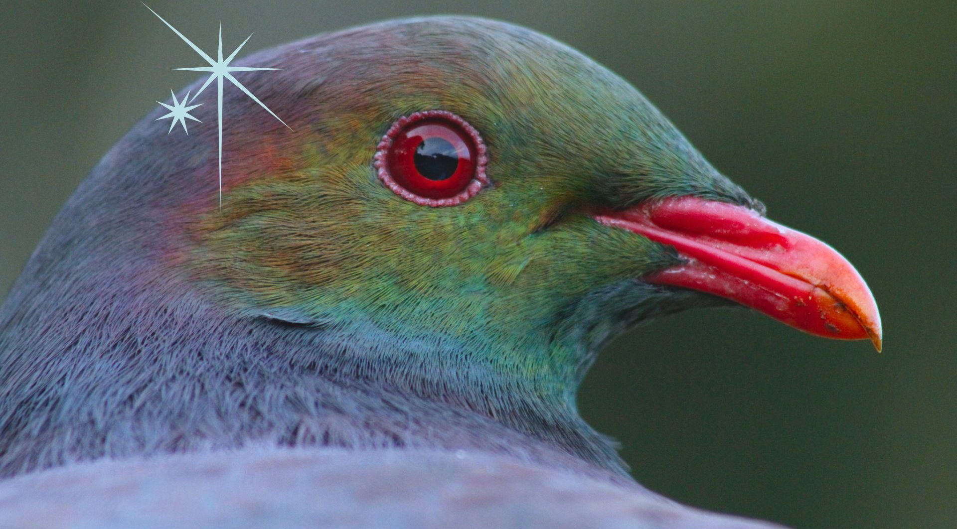Fat and fabulous: 5 kererū facts - Predator Free NZ Trust