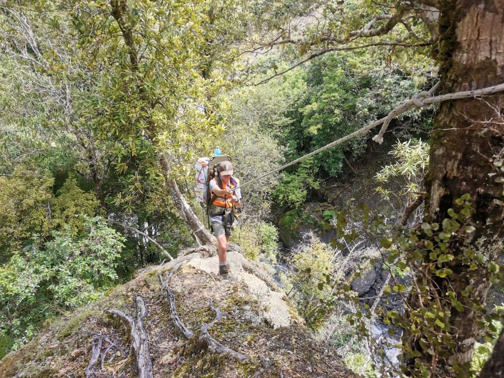 Cyclone Gabrielle couldn’t stop this conservation project - Predator ...