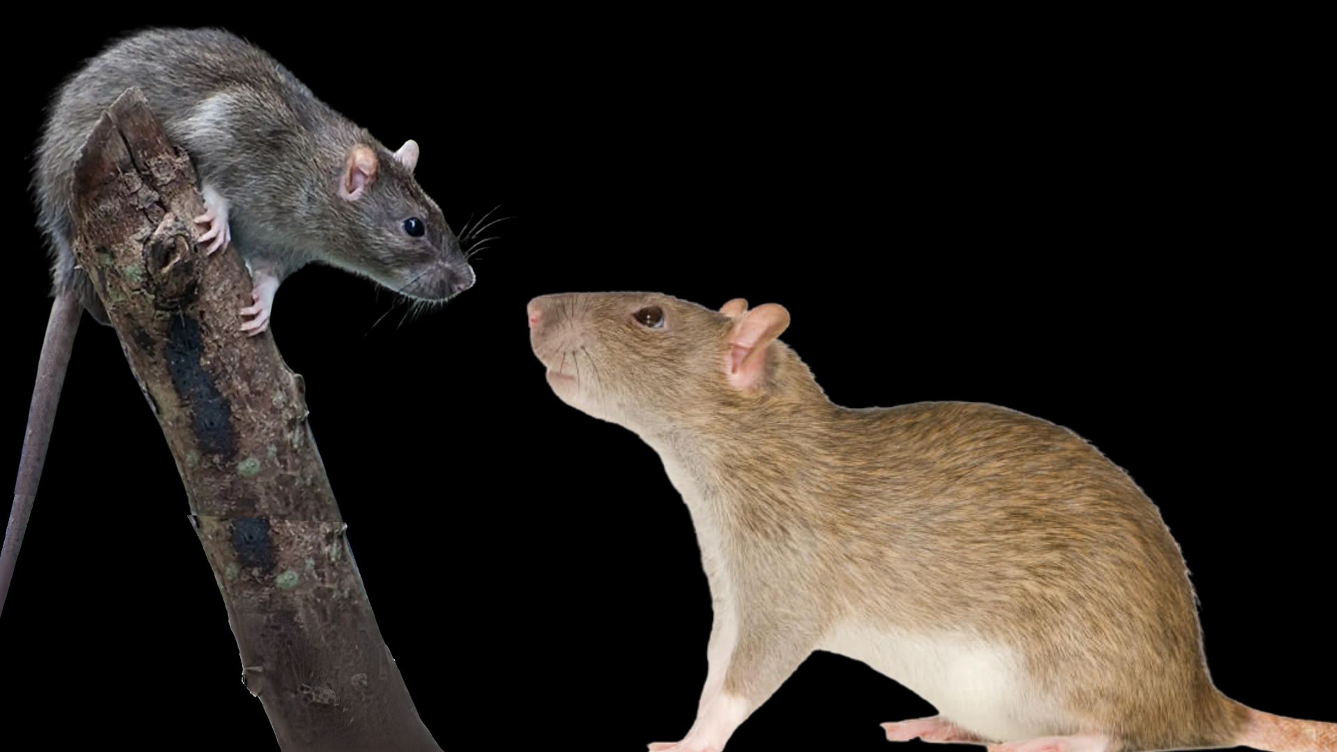 Predator Free NZ Trust - Get involved in backyard trapping