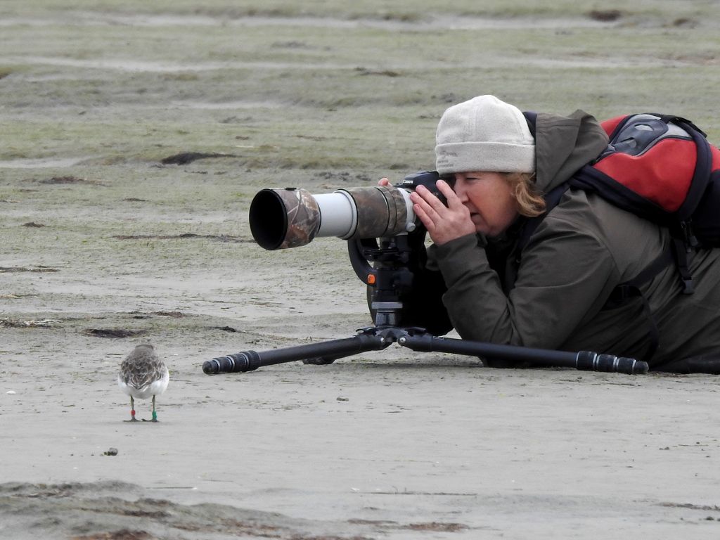 “It’s a bit of an emotional roller coaster”: the dotterel guardian of ...