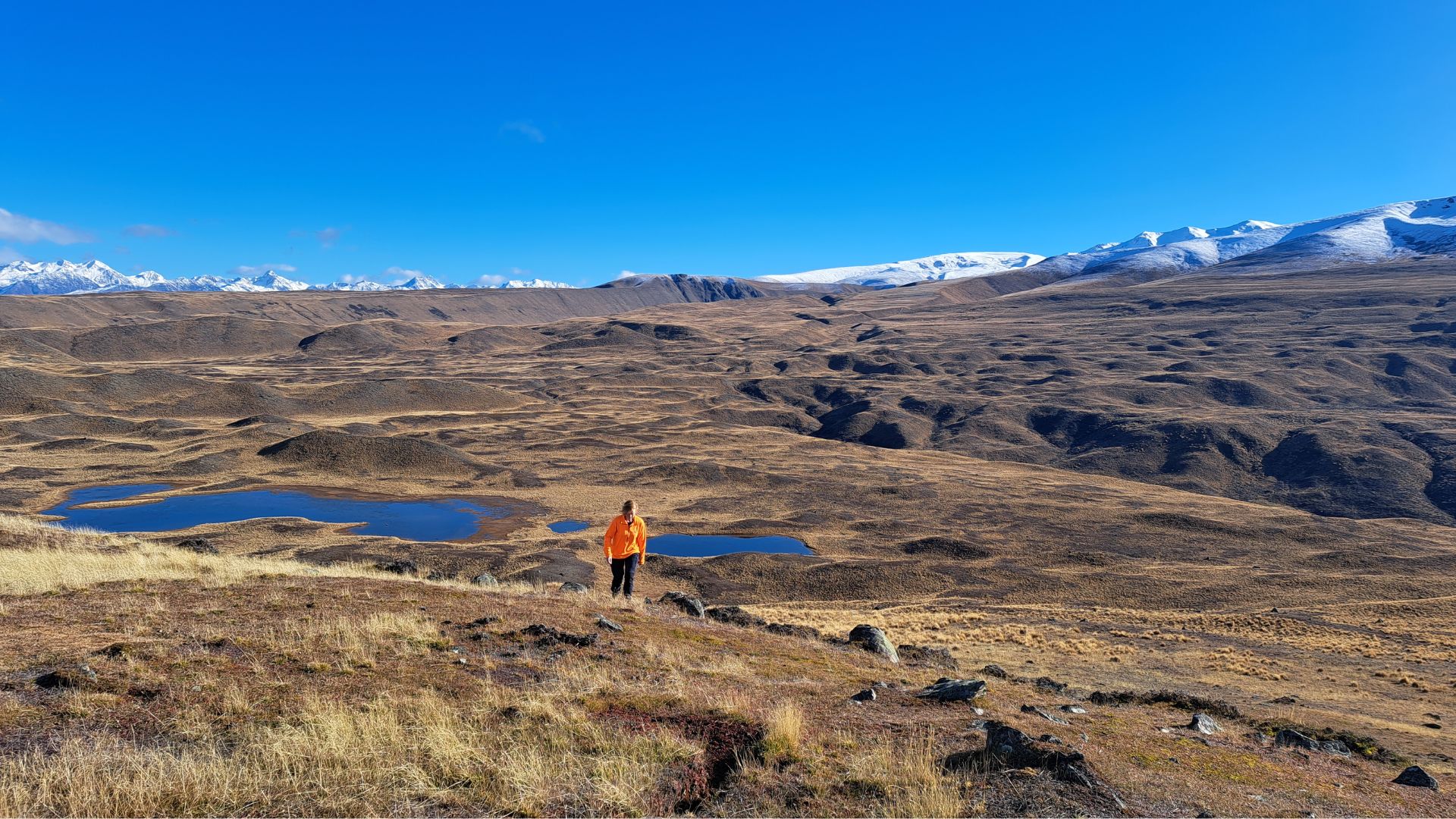 Final countdown: hedgehog clear out in the Mackenzie Basin - Predator ...
