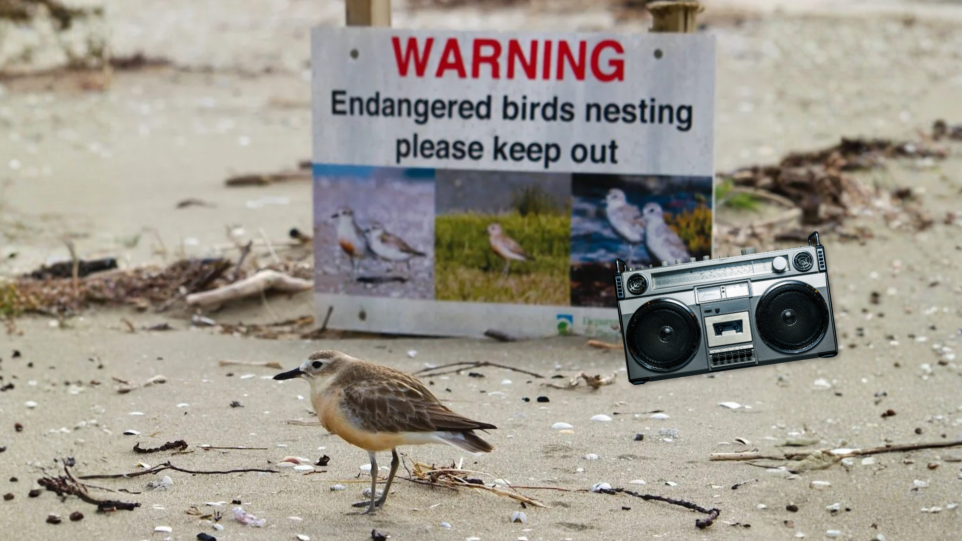 Sound science: using noise to keep cats away from nesting birds in ...