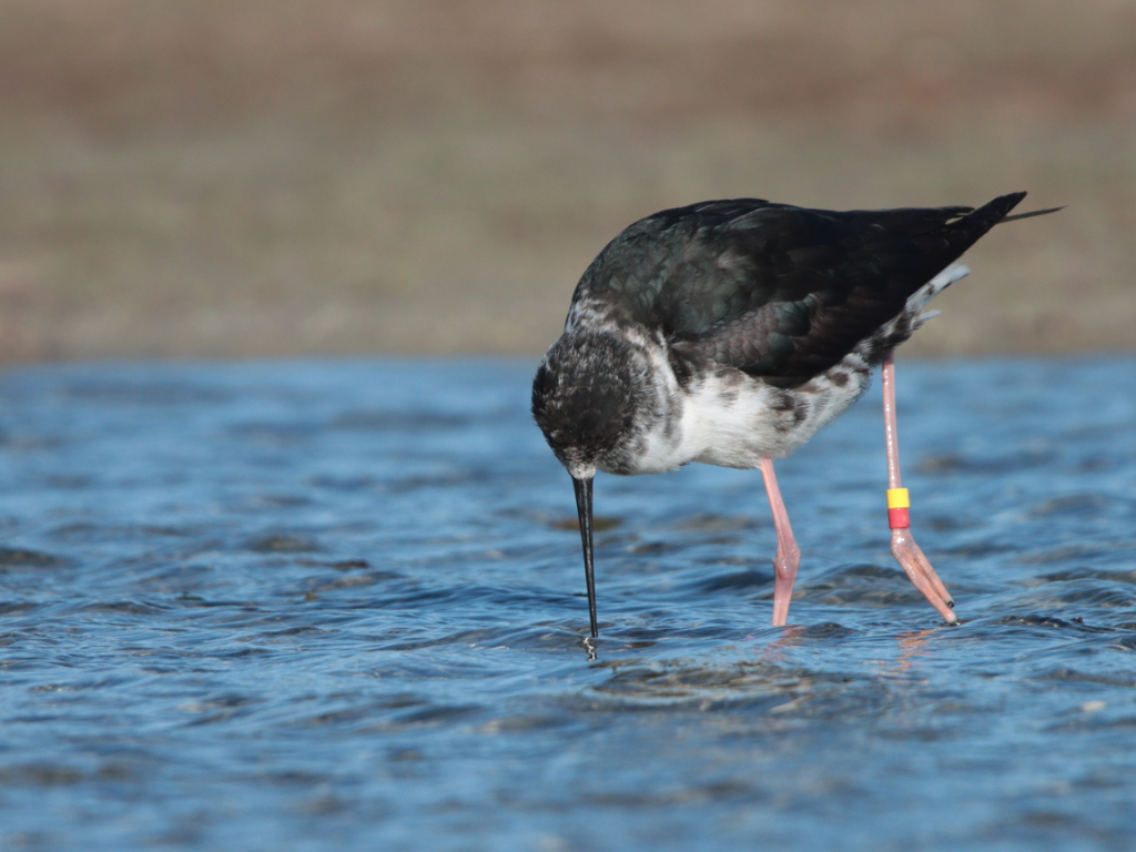 Elegant black waders: five facts about kakī - Predator Free NZ Trust