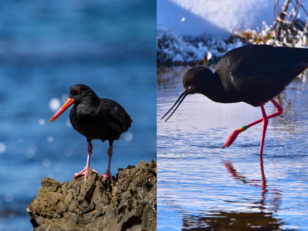 Elegant black waders: five facts about kakī - Predator Free NZ Trust