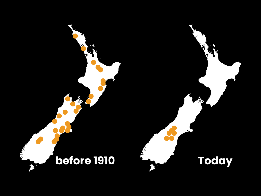 Elegant black waders: five facts about kakī - Predator Free NZ Trust