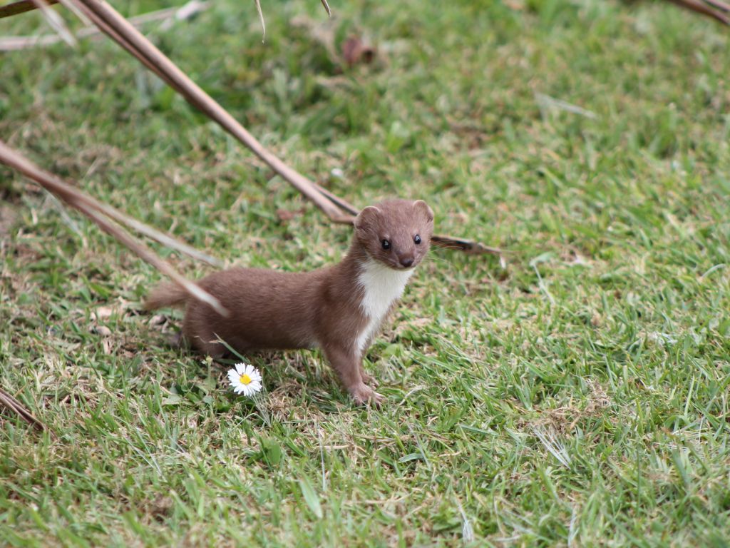Wee and wily: 5 facts about weasels - Predator Free NZ Trust