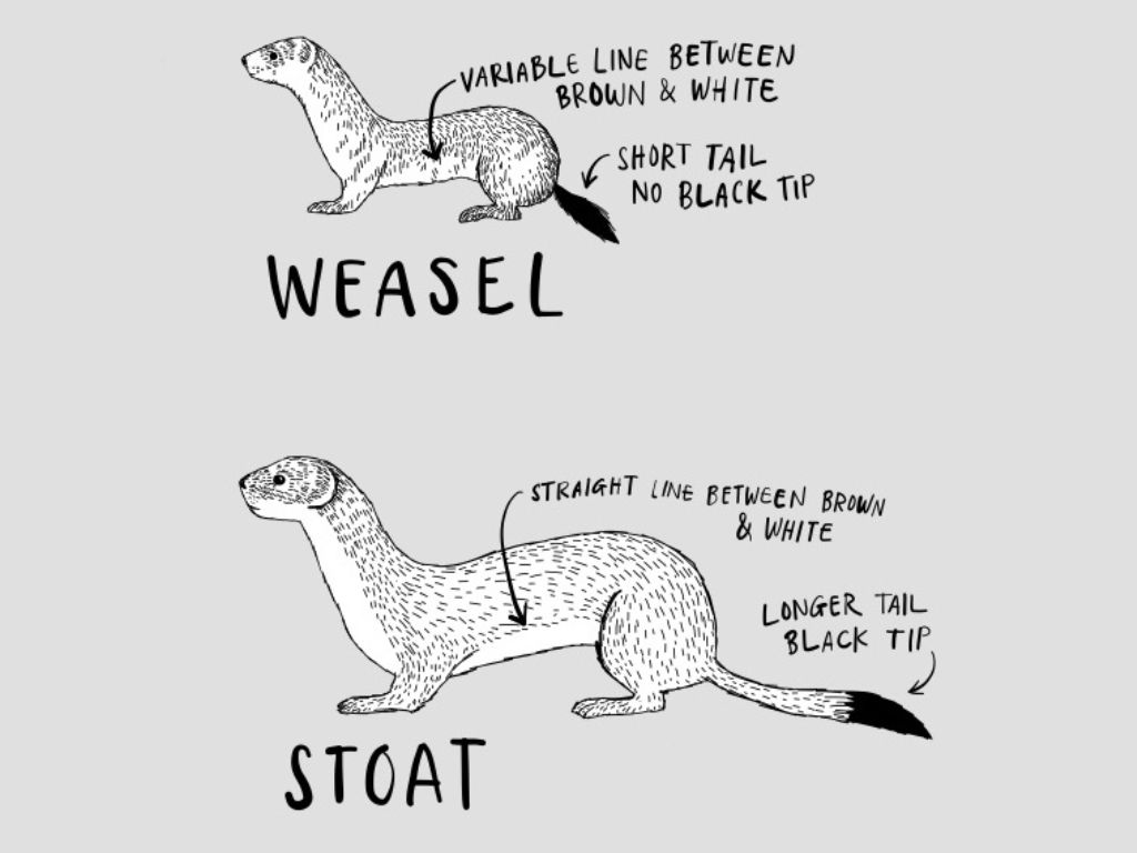 Wee and wily: 5 facts about weasels - Predator Free NZ Trust